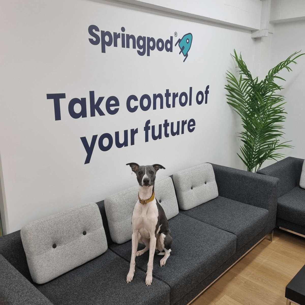 Be part of something bigger. - Springpod