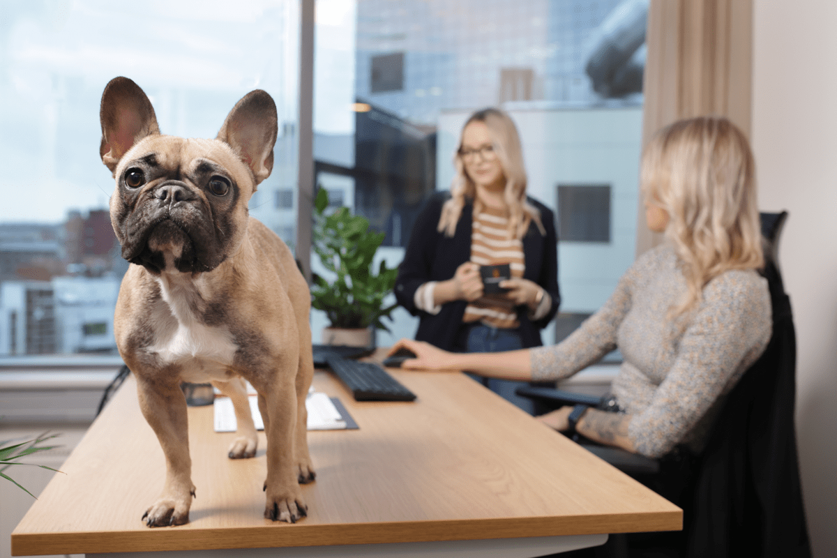 Game Presenter - Studioworks